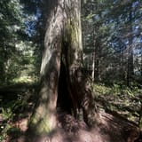 Tradition Lake Loop Trail, Washington - 1,557 Reviews, Map | AllTrails