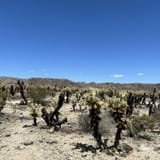 Cholla Cactus Garden, California - 2,302 Reviews, Map | AllTrails
