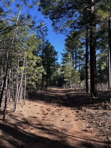 Best Easy Trails in Happy Jack | AllTrails