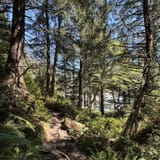 Cape Falcon Trail, Oregon - 3,747 Reviews, Map | AllTrails