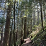 Cape Falcon Trail, Oregon - 3,747 Reviews, Map | AllTrails