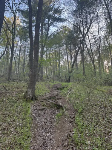 Best Trail Running Trails in Upton State Forest | AllTrails