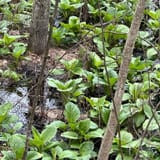 Heads Pond, New Hampshire - 896 Reviews, Map | AllTrails