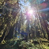 Hall of Mosses Trail, Washington - 5,483 Reviews, Map | AllTrails