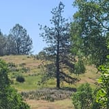 Foresthill Divide Loop, California - 1,142 Reviews, Map | AllTrails