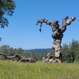 Foresthill Divide Loop, California - 1,142 Reviews, Map | AllTrails