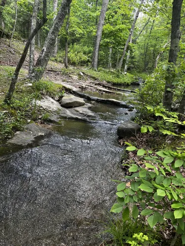 Best Forest Trails in Roby | AllTrails