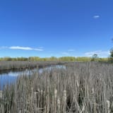Tobico Marsh Trail, Michigan - 648 Reviews, Map | AllTrails