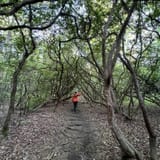 Daniel Ridge Loop, North Carolina - 1,905 Reviews, Map | AllTrails