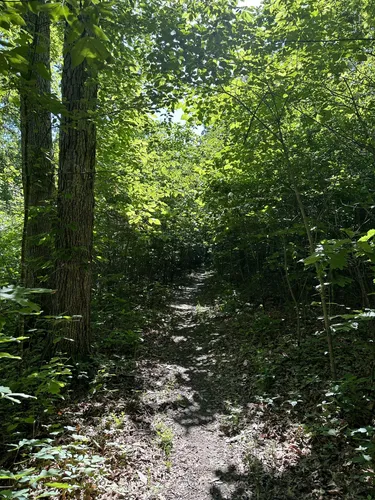 Best Forest Trails in Poplar Bluff | AllTrails