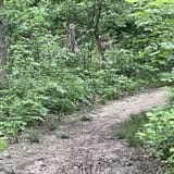 Paw Paw and Chinkapin Trail Loop, Kentucky - 504 Reviews, Map | AllTrails