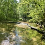 Paw Paw and Chinkapin Trail Loop, Kentucky - 504 Reviews, Map | AllTrails