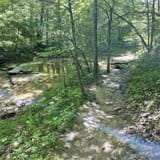 Paw Paw and Chinkapin Trail Loop, Kentucky - 504 Reviews, Map | AllTrails