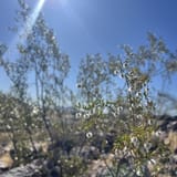 Calderwood Butte Trail, Arizona - 1,807 Reviews, Map | AllTrails