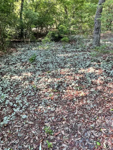 Best Walking Trails in Jennings State Forest | AllTrails