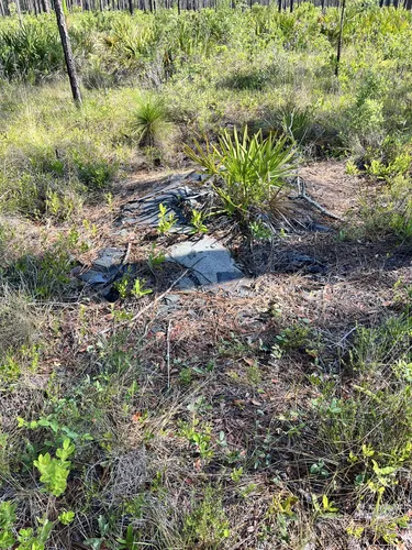 Best Walking Trails in Jennings State Forest | AllTrails