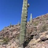 Calderwood Butte Trail, Arizona - 1,807 Reviews, Map | AllTrails