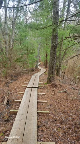 Best Forest Trails in Wareham | AllTrails