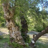 Oak Glen Preserve Trails, California - 792 Reviews, Map | AllTrails