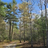 Freetown Fall River State Forest Loop, Massachusetts - 347 Reviews, Map ...