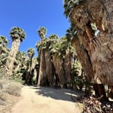 Palm Canyon Trail, California - 1,448 Reviews, Map | AllTrails