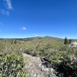 Massie Gap and Wilburn Ridge Loop, Virginia - 951 Reviews, Map | AllTrails