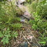 Torreya Trail, Florida - 438 Reviews, Map | AllTrails
