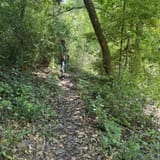 Torreya Trail, Florida - 438 Reviews, Map | AllTrails