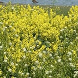 Cascade Lake Loop, Minnesota - 306 Reviews, Map | AllTrails