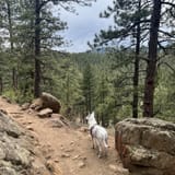 Panorama Point via Panorama Point and Bear Creek Trail, Colorado ...