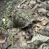 Nebo Ridge Trail, Indiana - 196 Reviews, Map | AllTrails