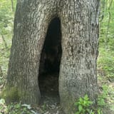 Nebo Ridge Trail, Indiana - 187 Reviews, Map | AllTrails