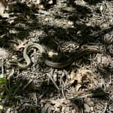 Nebo Ridge Trail, Indiana - 196 Reviews, Map | AllTrails