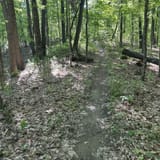 Nebo Ridge Trail, Indiana - 196 Reviews, Map | AllTrails