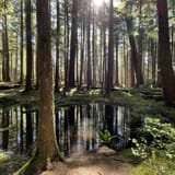 Ancient Groves Nature Trail, Washington - 815 Reviews, Map | AllTrails