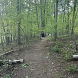 Lake Blue Ridge Loop , Georgia - 846 Reviews, Map | AllTrails