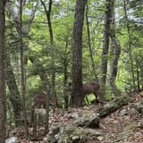 Mount Tammany via Red Dot and Blue Dot Loop Trail, New Jersey - 13,268 ...