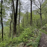 Hawksbill Loop Trail, Virginia - 4,451 Reviews, Map | AllTrails