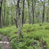 Hawksbill Loop Trail, Virginia - 4,451 Reviews, Map | AllTrails