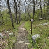 Hawksbill Loop Trail, Virginia - 4,451 Reviews, Map | AllTrails