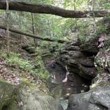 Turkey Run Outer Loop, Indiana - 634 Reviews, Map | AllTrails