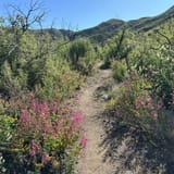 Rogers Canyon Trail via Reavis Ranch Trail, Arizona - 324 Reviews, Map ...