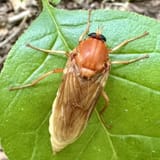 Saunders Springs Nature Preserve Loop, Kentucky - 400 Reviews, Map ...