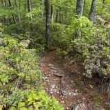 Riprap Trail , Virginia - 1,608 Reviews, Map | AllTrails