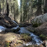 Muir Grove Trail, California - 382 Reviews, Map | AllTrails