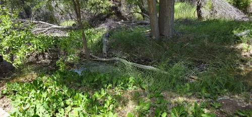 Best Hikes and Trails in Morongo Valley | AllTrails