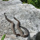 Wolf Rocks Trail, Pennsylvania - 1,408 Reviews, Map | AllTrails