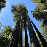 Tall Trees Grove Loop Trail, California - 2,219 Reviews, Map | AllTrails