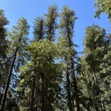 Tall Trees Grove Loop Trail, California - 2,242 Reviews, Map | AllTrails