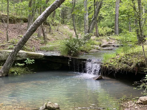 Best Forest Trails in Roby | AllTrails